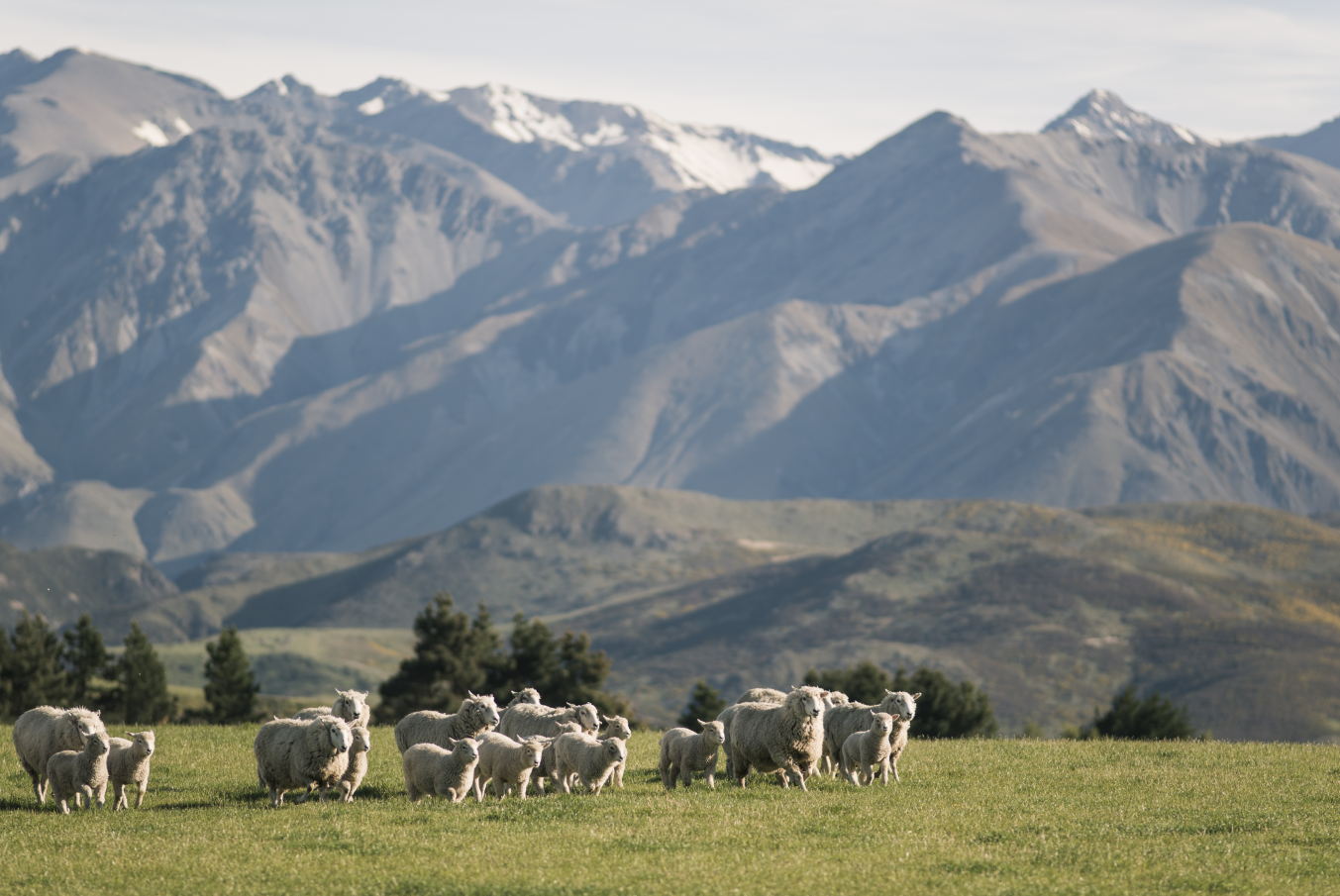 Wool Weed Mat Roll & Mulch Mat Roll | Made from Recycled New Zealand ...